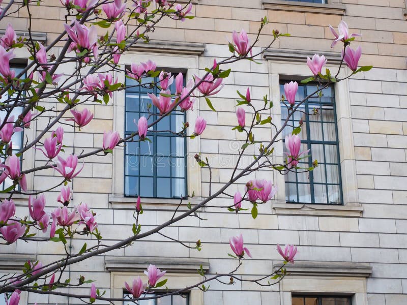 Magnolia Flowers in the Park beside the City Streets Stock Photo ...