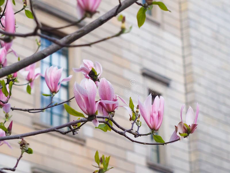 Magnolia Flowers in the Park beside the City Streets Stock Image ...