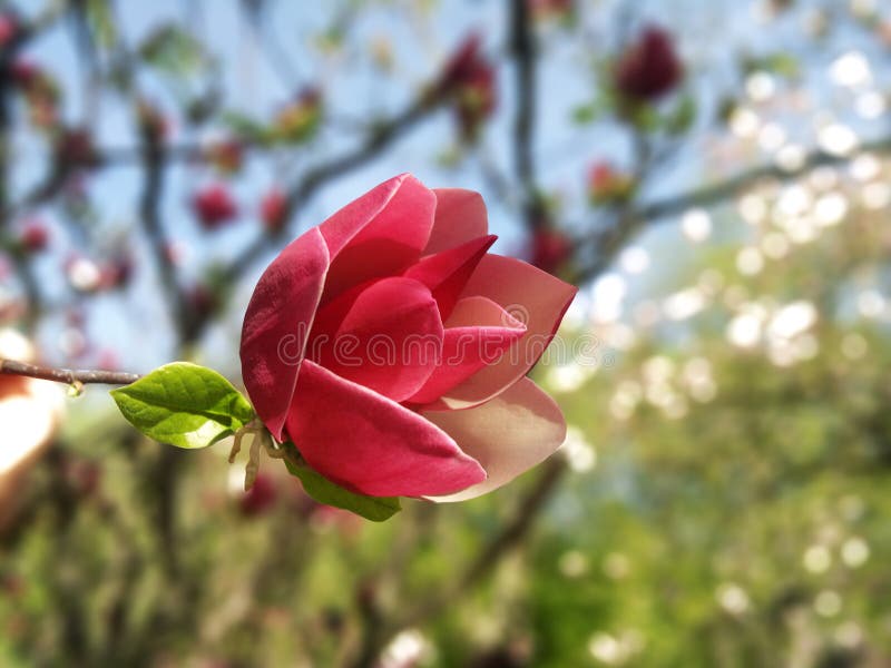 Magnolia flowers stock image. Image of outdoor, white - 74067959