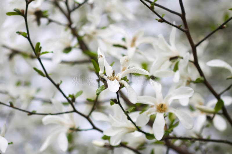 Magnolia Flowers at Spring. Beauty in Nature Stock Photo - Image of ...