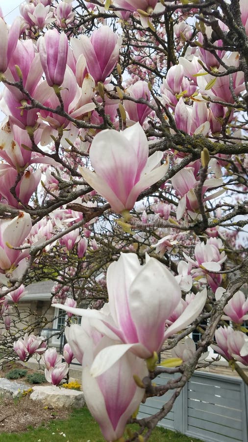 Magnolia flowers in spring stock image. Image of beautiful - 217645977