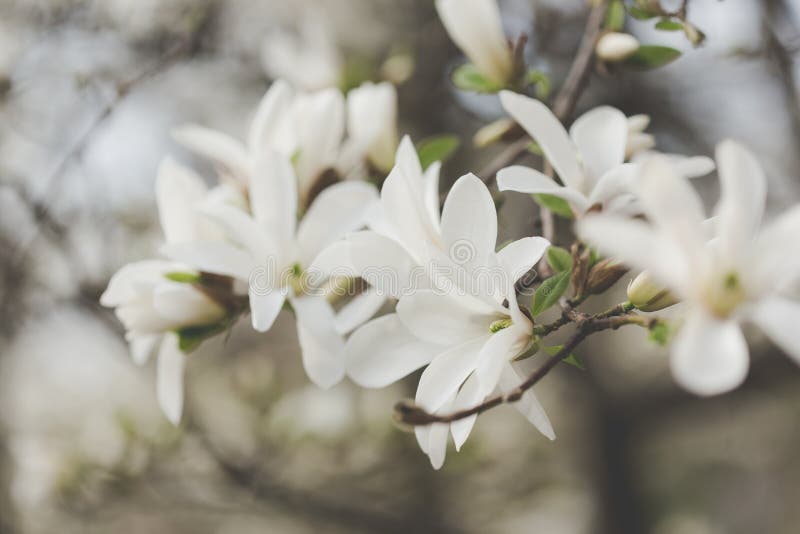 Magnolia flowers in spring stock photo. Image of flower - 83908546