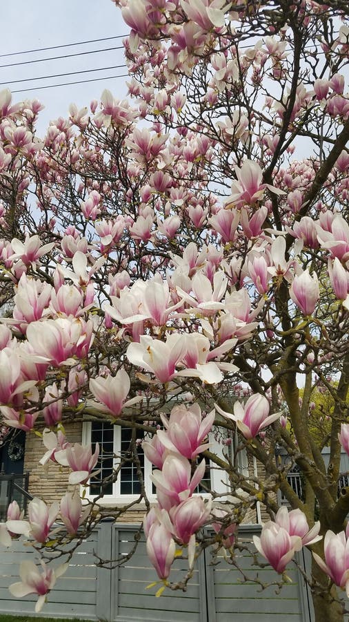 Magnolia flowers in spring stock photo. Image of decorative - 217645972