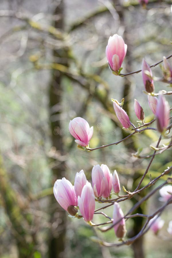 Magnolia Flowers on Sunlight in Spring Garden Stock Photo - Image of ...
