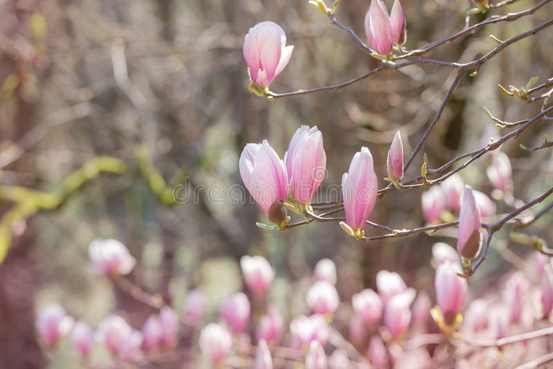 Magnolia Flowers on Sunlight in Spring Garden Stock Photo - Image of ...