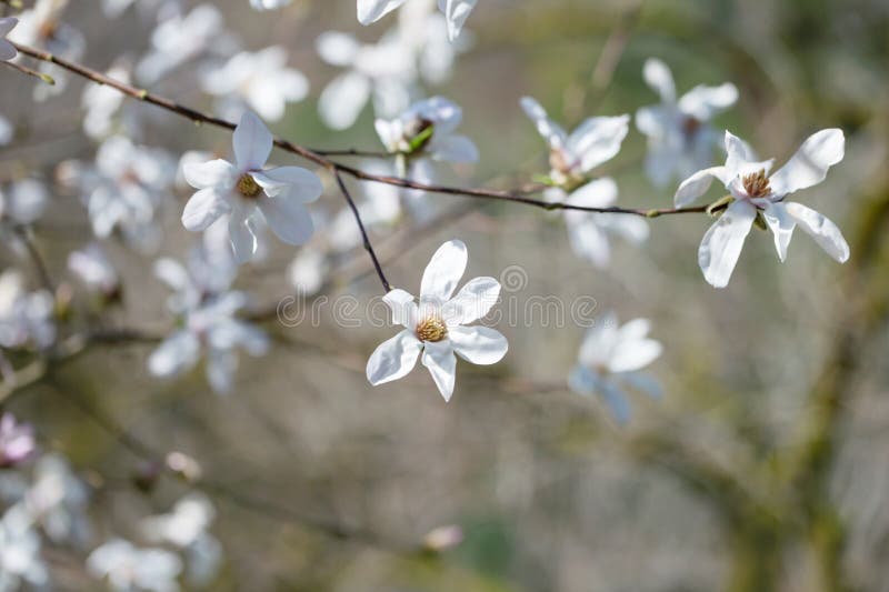 Magnolia Flowers on Sunlight in Spring Garden Stock Photo - Image of ...