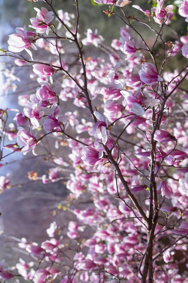 Magnolia Flowers on Sunlight in Spring Garden Stock Image - Image of ...
