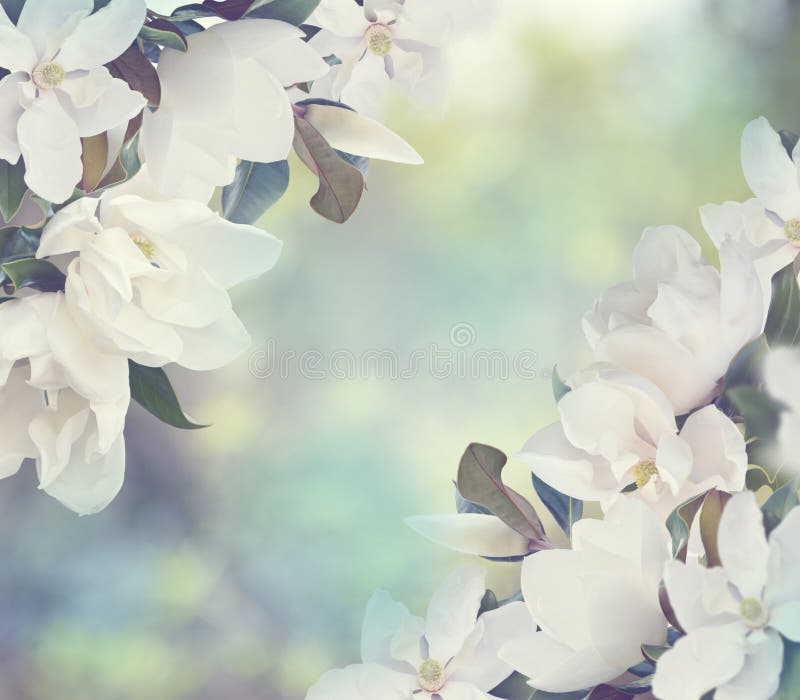 Magnolia Flowers on a Tree for Background Stock Photo - Image of ...