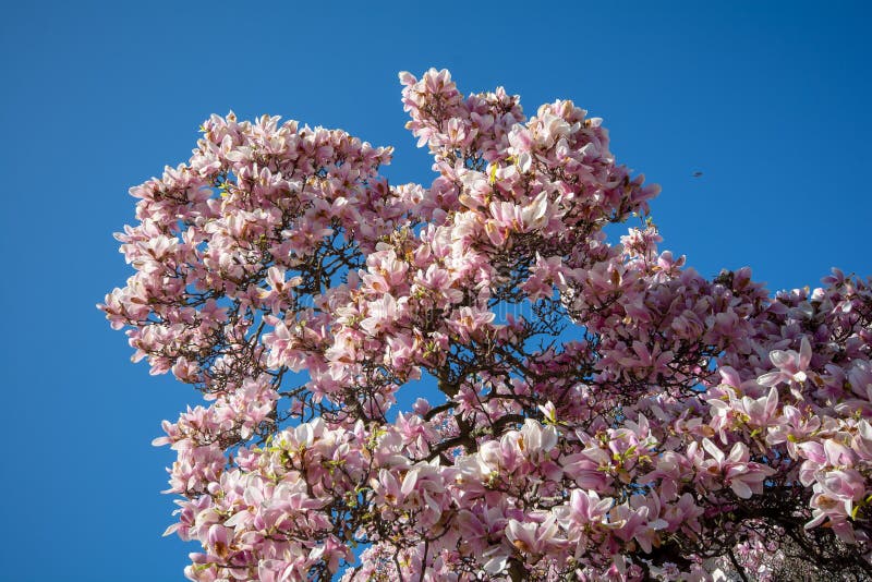 Magnolia Flowers Tree with Blue Sky in the Spring in Bucharest ...