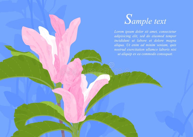 Magnolia flowers stock vector. Illustration of magnolia - 42463801