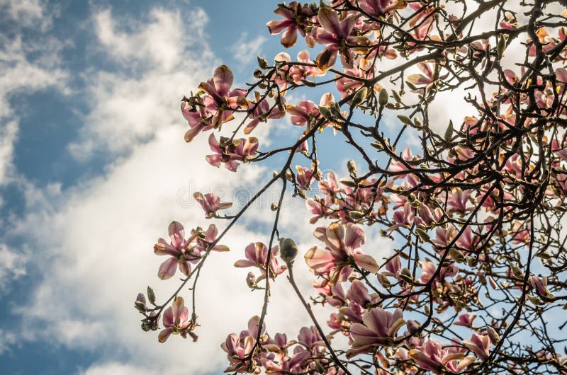 Magnolia stock photo. Image of blue, plant, isolated - 71755670
