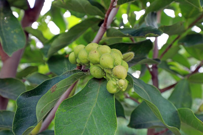 Magnolia Fruit on Branches, North China Stock Photo - Image of ...