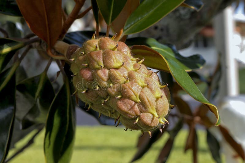 2,851 Magnolia Fruit Stock Photos - Free & Royalty-Free Stock Photos ...