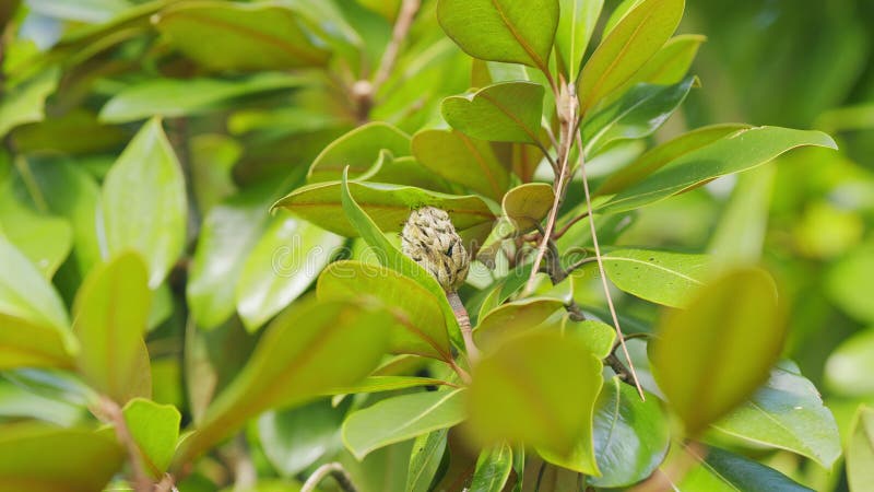 Magnolia Fruit among Green Leaves. Fresh Young Growing Fruit in a ...