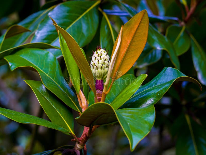 Magnolia Fruit among Lush Foliage Stock Image - Image of blossom, fruit ...