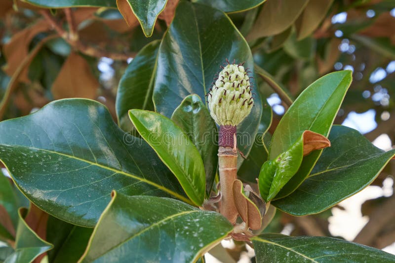 Magnolia Fruit on a Tree Close Up Stock Photo - Image of fruit, exotic ...