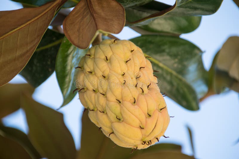 Magnolia fruit in a tree stock image. Image of horticulture - 81097233