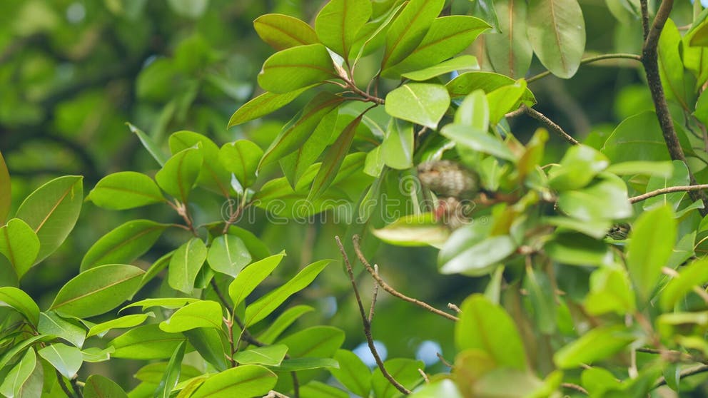Magnolia Fruit on a Tree. Magnolia Tree Cone Shaped Fruit in Lush ...