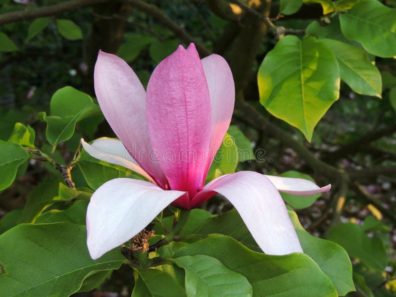 Magnolia Galaxy during Flowering Stock Photo - Image of magnolia, tree ...