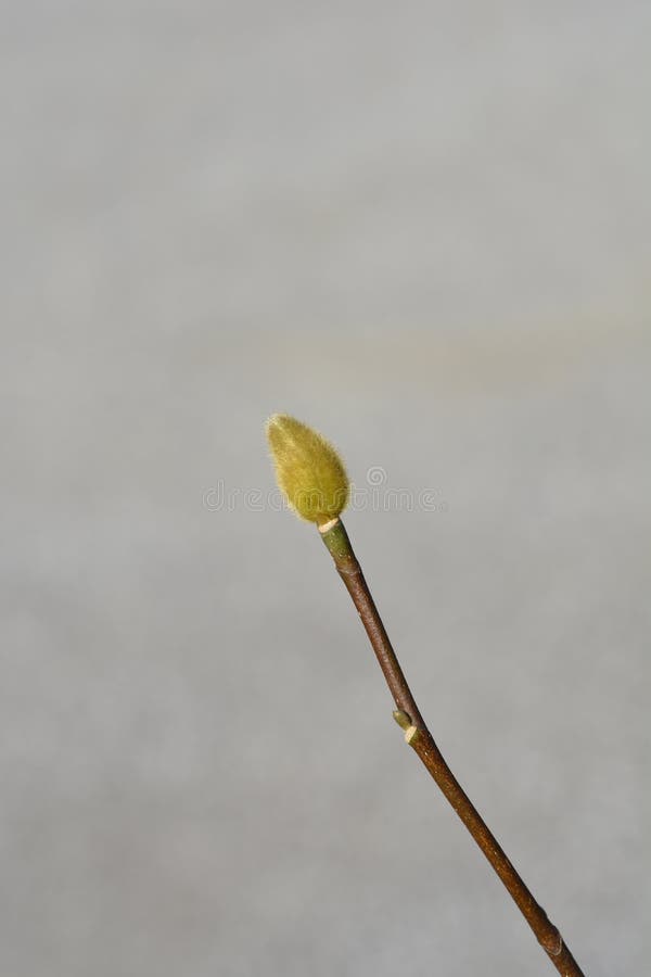 Genie Magnolia Stock Photos - Free & Royalty-Free Stock Photos from ...