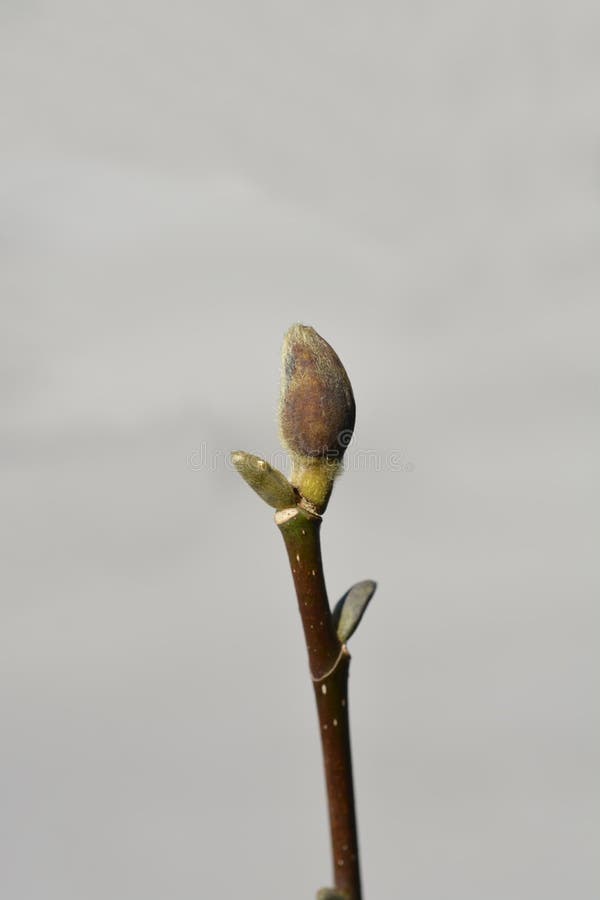 Genie Magnolia Stock Photos - Free & Royalty-Free Stock Photos from ...