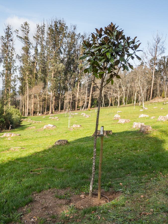 Magnolia Grandiflora Sapling in a Forest in Proccess of Reforesting ...