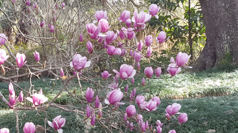 Greenbrook Garden Flower Stock Photos - Free & Royalty-Free Stock ...