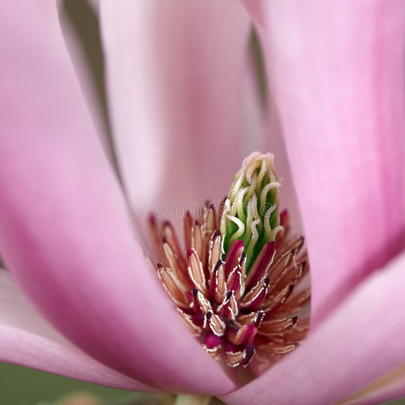 Magnolia heart stock image. Image of nature, flower, pistil - 29668069