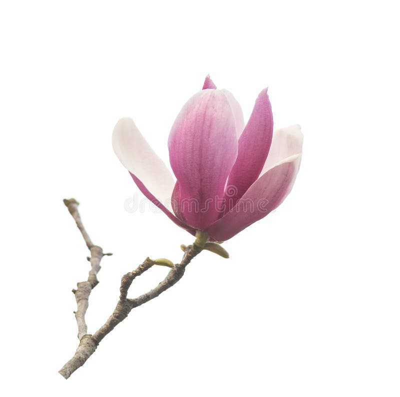 Magnolia isolated on white stock photo. Image of longevity - 184166748