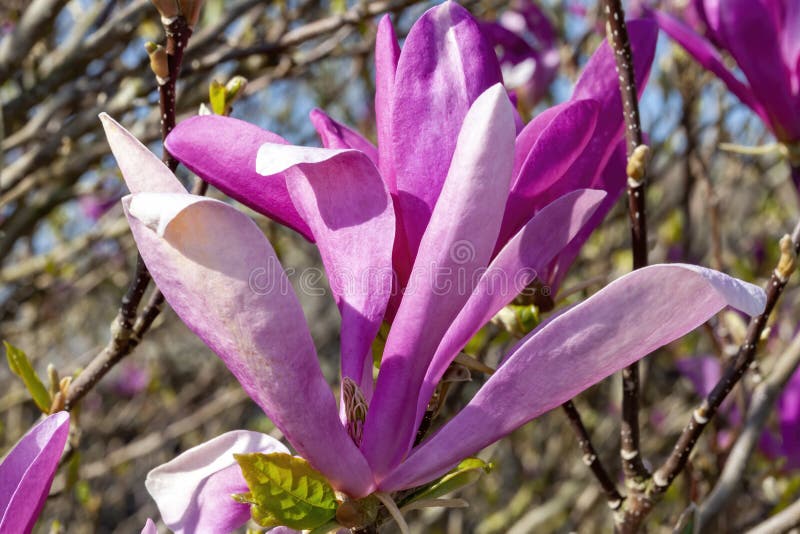 Magnolia `Jane` stock image. Image of blooming, growing - 167263241