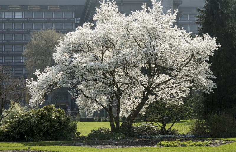Magnolia Kobus (Kobushi Magnolia) Fruits. Magnoliaceae Deciduous Tree ...