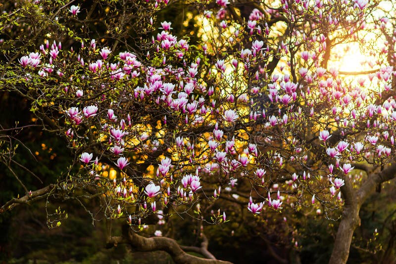 Blooming magnolia. Tree stock photo. Image of macro - 144346862