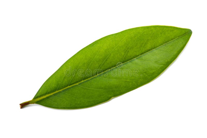 Magnolia leaf stock photo. Image of magnolia, flower - 152626464