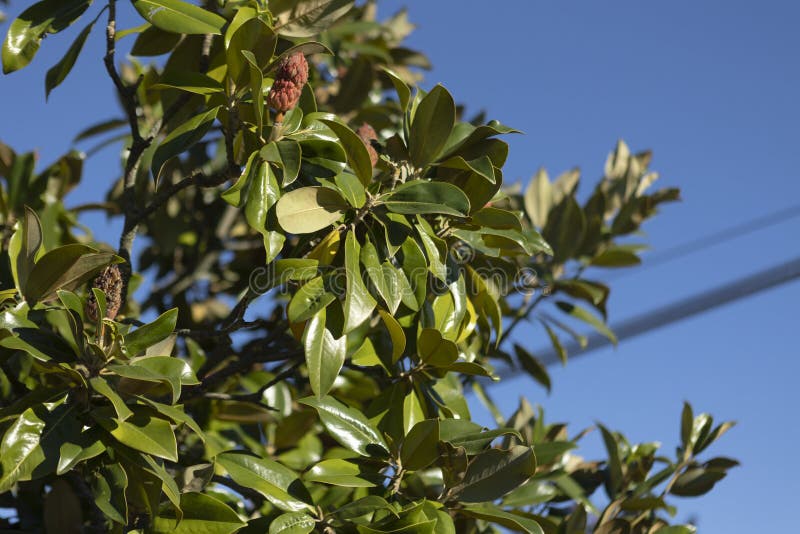Magnolia leaves detail stock image. Image of organic - 261260121