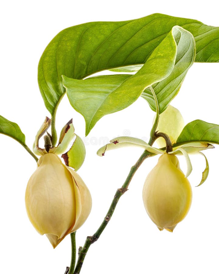 Magnolia Liliifera Flower with Leaves, Egg Magnolia Flower Isolated on ...