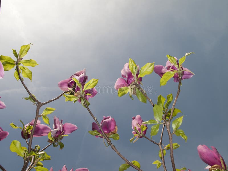 Magnolia Liliiflora Tree in Bloom Stock Photo - Image of flora, plant ...