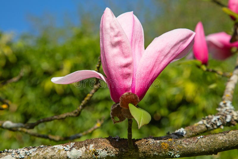 Magnolia stock photo. Image of closeup, purity, plant - 141532362