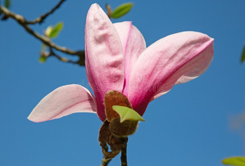 Magnolia stock photo. Image of aroma, freshness, magnolia - 141532434