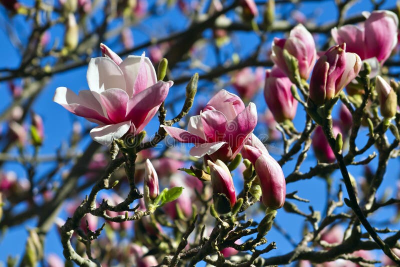 Magnolia in spring stock image. Image of chinese, early - 118200549