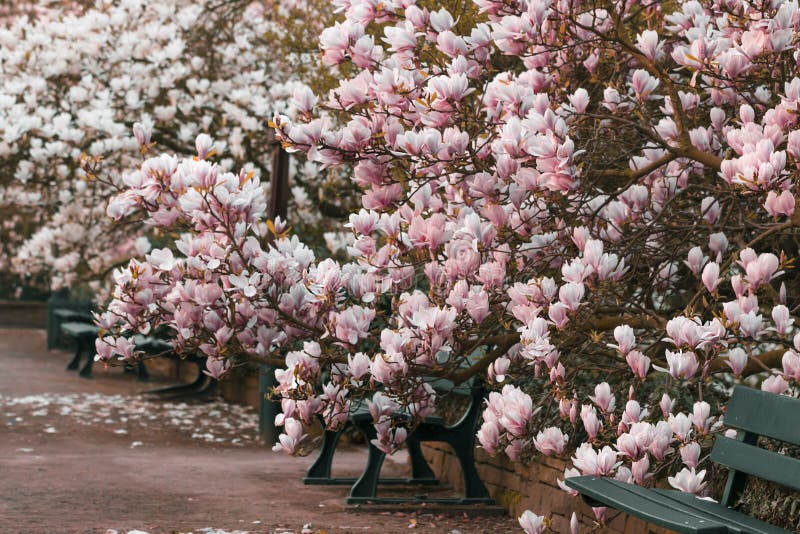 Magnolia Magnoliaceae Flowering Tree Stock Photo - Image of park, fairy ...