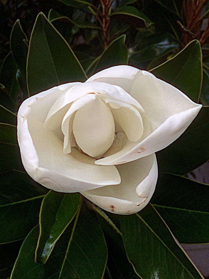 110 Magnolia Mississippi Photos - Free & Royalty-Free Stock Photos from ...