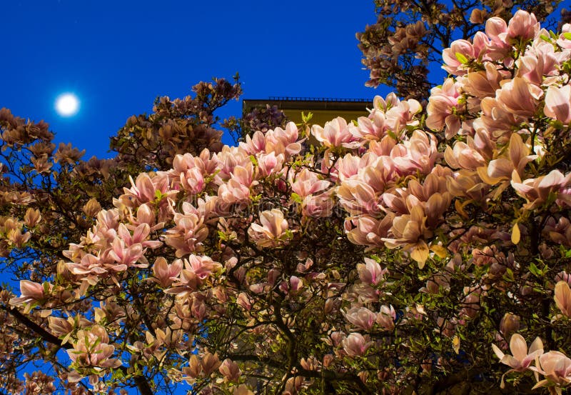 Magnolia in the night stock image. Image of tree, park - 90112565