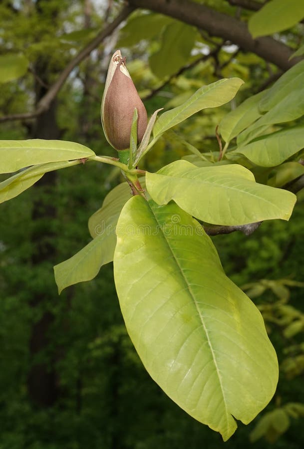 Magnolia Officinalis in Spring Bloom Stock Photo - Image of care, plant ...