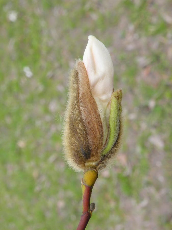 Magnolia plant button stock image. Image of brown, petal - 89685585