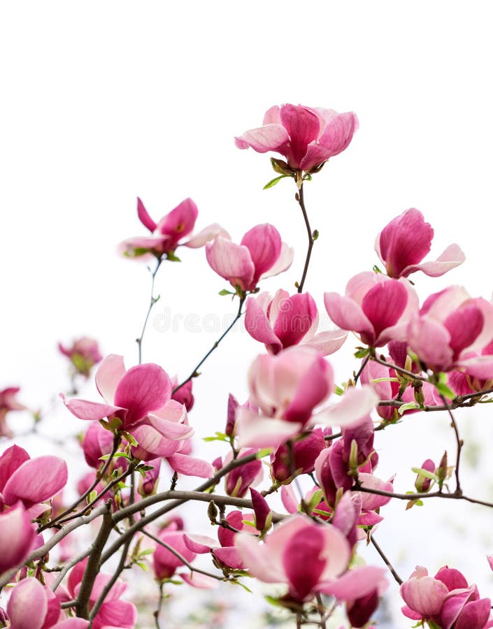 Magnolia Purple Magnolia Flowering Tree in Spring, Large Flowers Stock ...