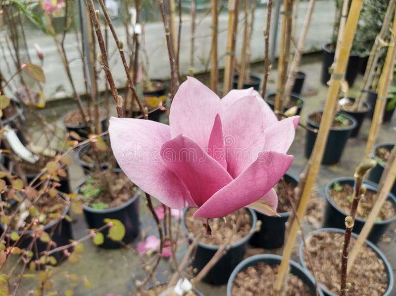 Magnolia Red as Red stock photo. Image of isolated - 323476348