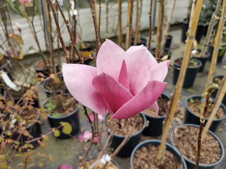 Magnolia Red as Red stock image. Image of blooming - 323476437