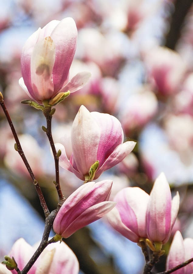 Magnolia rosa del fiore immagine stock. Immagine di filiale - 37933235