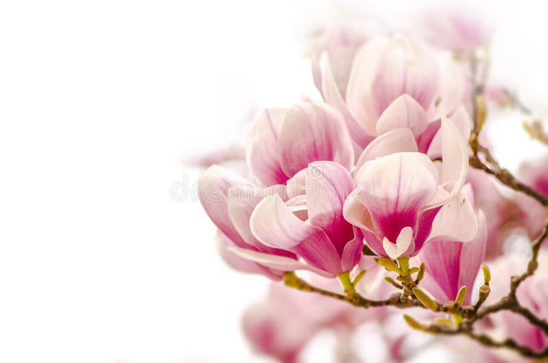 Magnolia rose photo stock. Image du frais, buisson, détail - 24170564