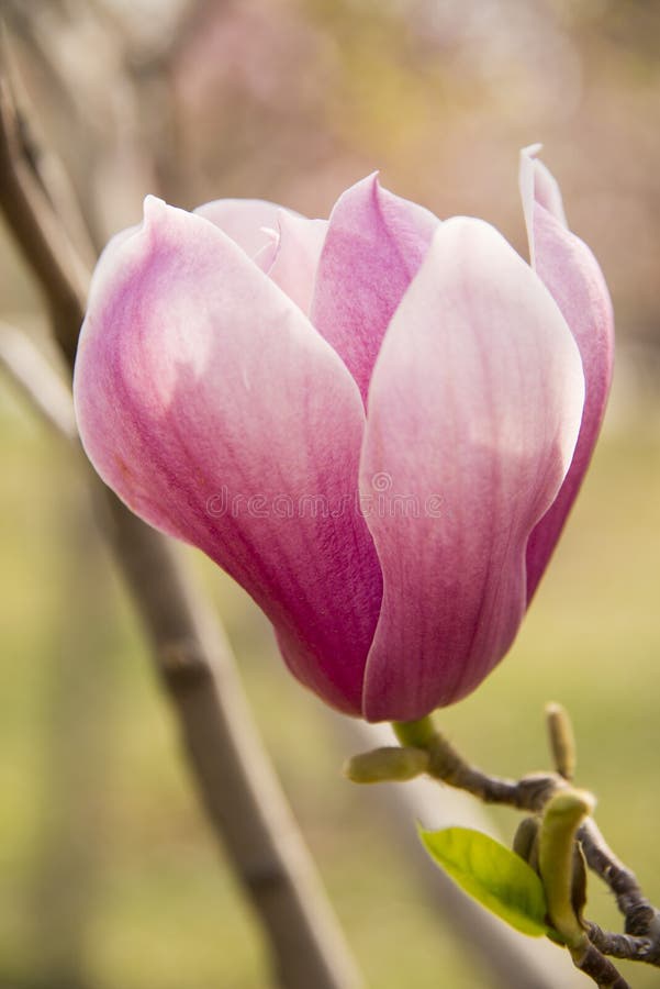 Fleur Rose De Magnolia Fleurissant Sur La Branche Photo stock - Image ...
